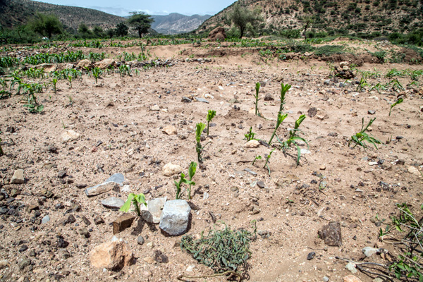 Ethiopia: 'The Green Hunger'
